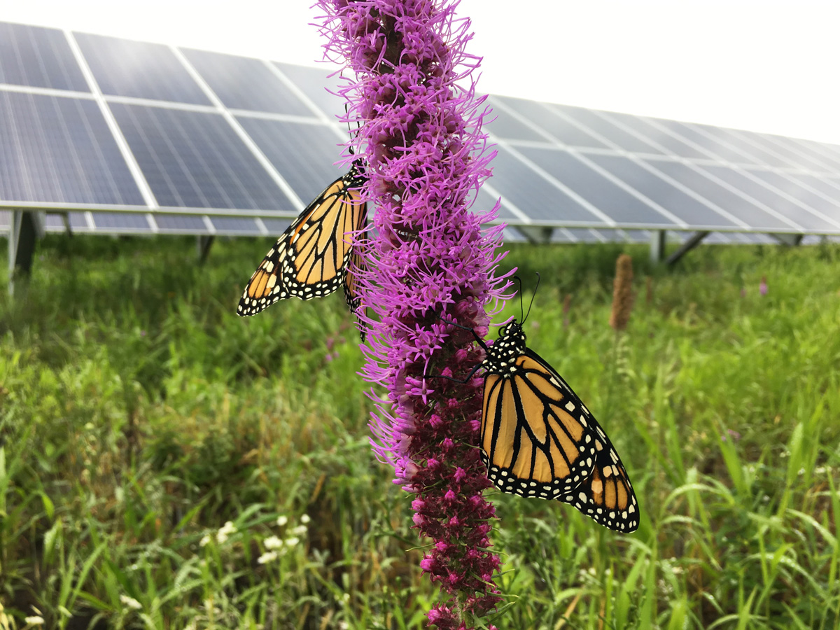 Plant Locally Created Pollinator-Friendly Habitats with Native Seeds