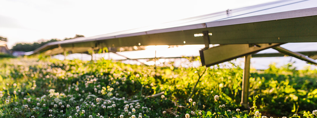 Why Native Vegetation Is the Secret Weapon of Smart Solar Projects