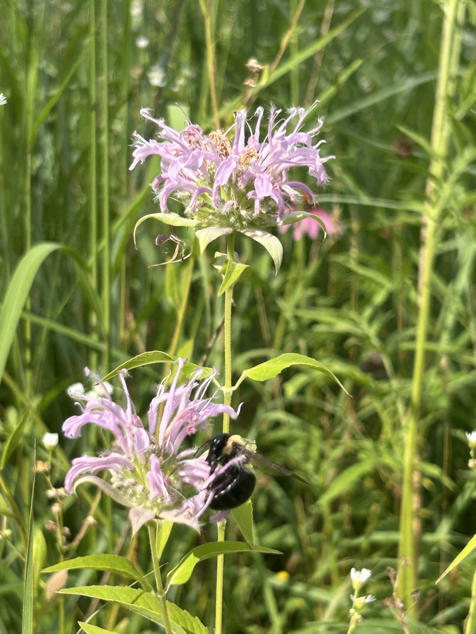8 Flowers that Attract Beneficial Insects - Ernst Seeds