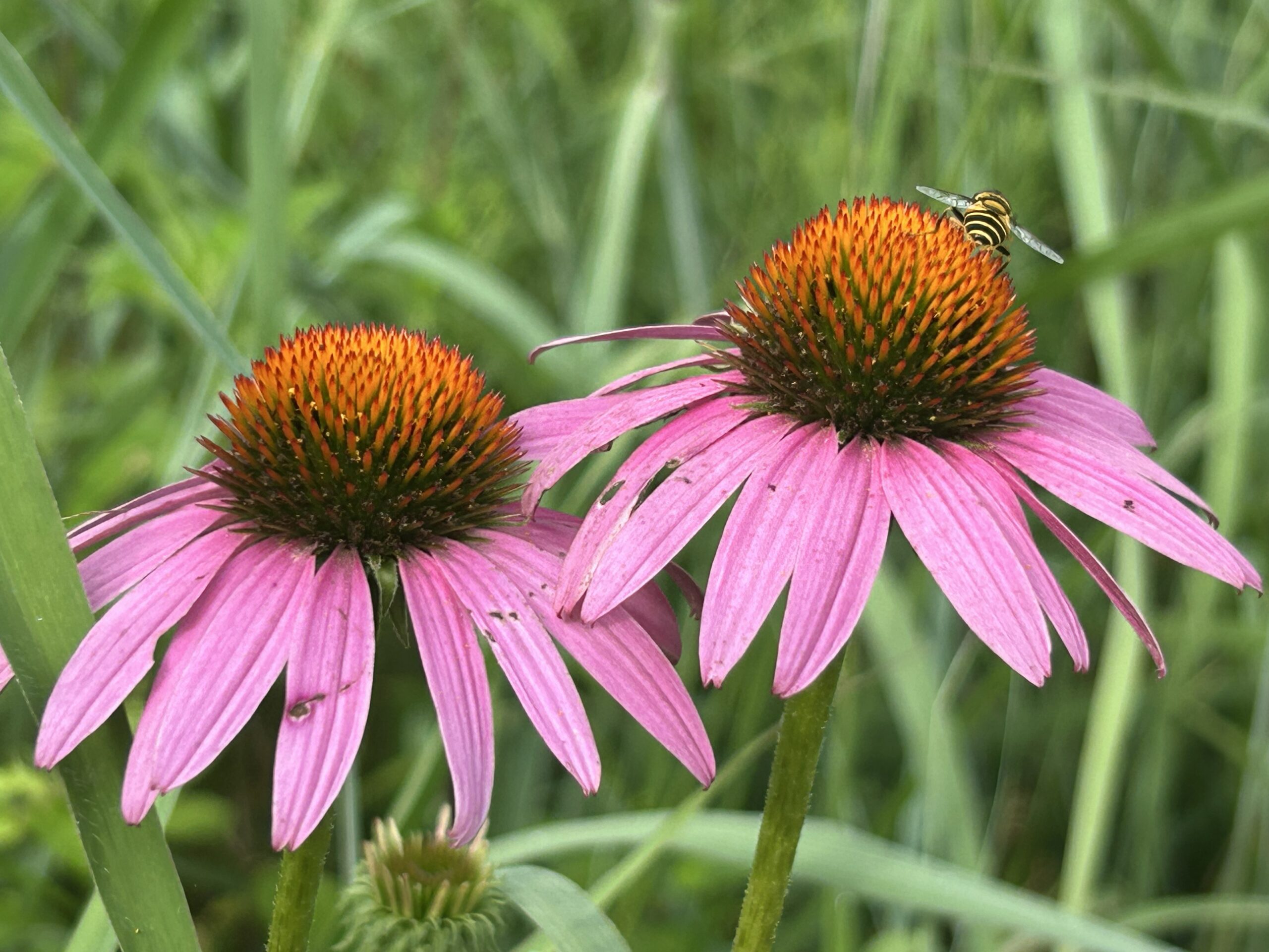 Native vs. Non-Native Seeds Explained - Ernst Seeds
